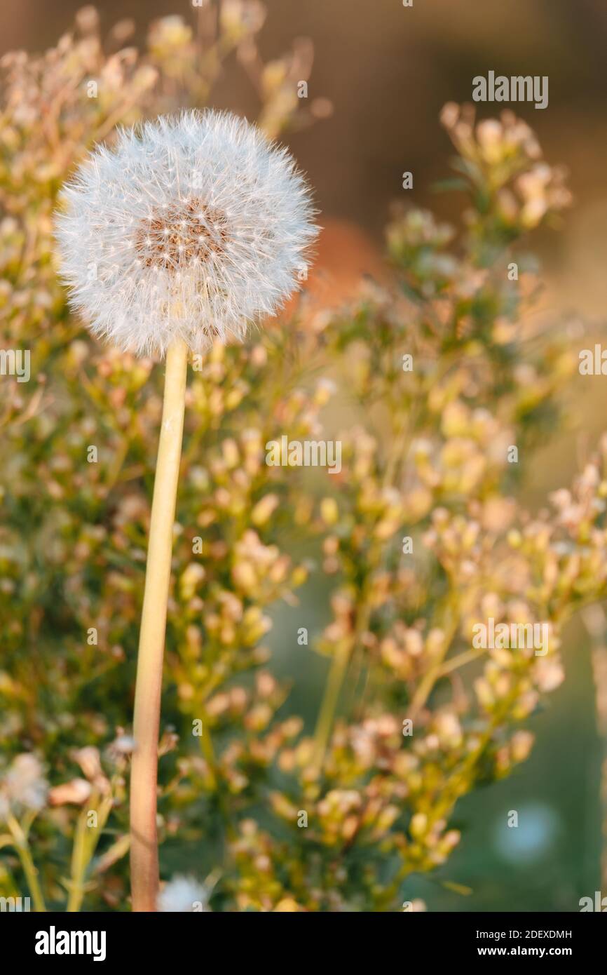 A vertical shot of a common dandelion Stock Photo - Alamy