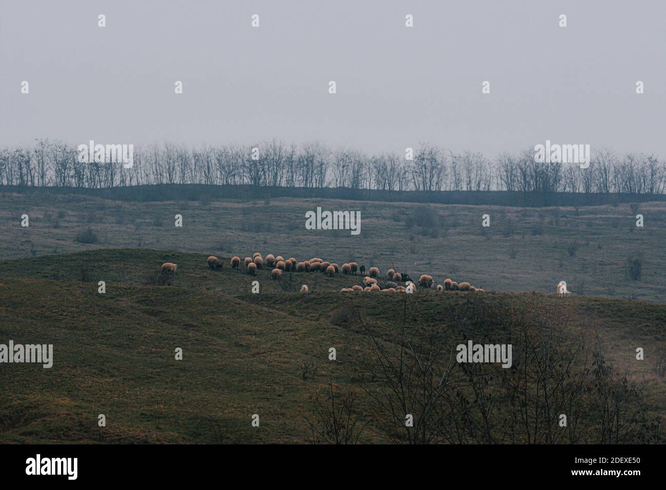 Goats and sheep in the fog hi-res stock photography and images - Alamy