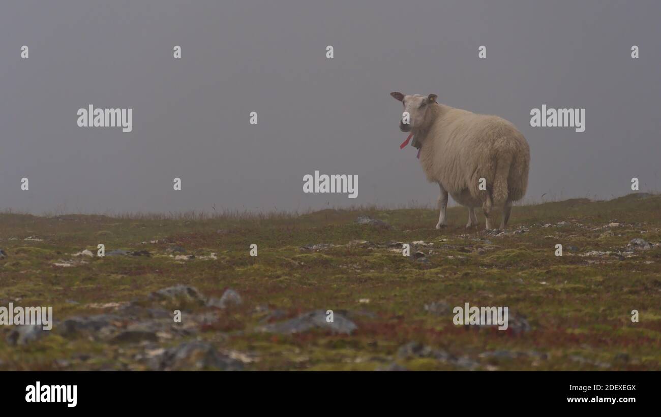 Sheep marking hi-res stock photography and images - Alamy