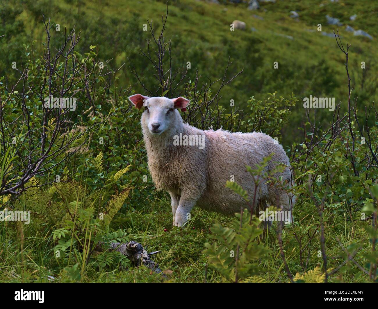 Cute lonely sheep with white fur standing between green bushes and ...