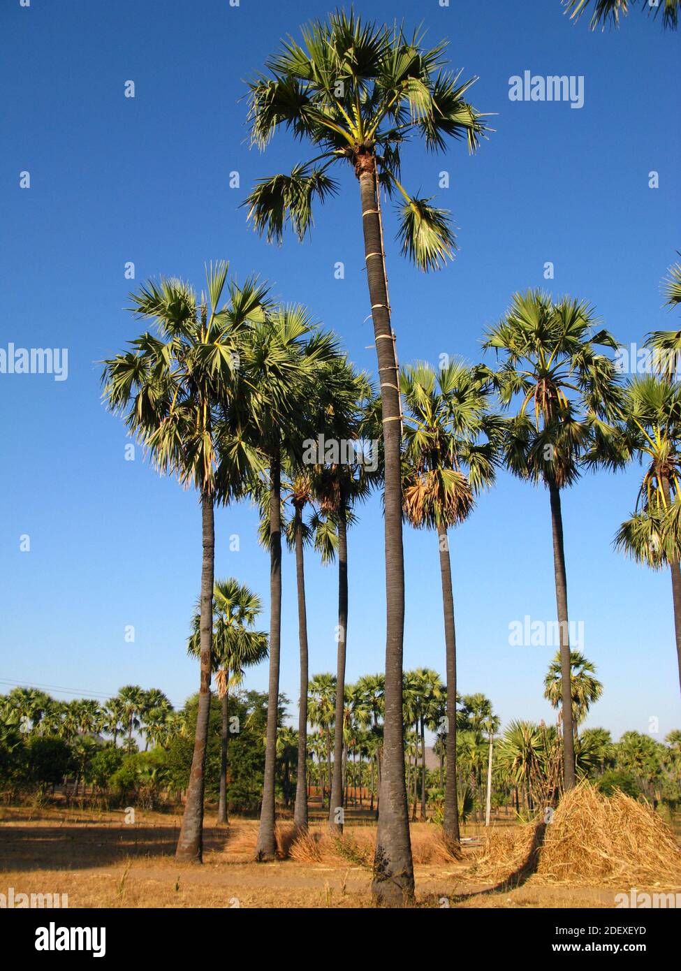 The palm forest in the small village, Myanmar Stock Photo - Alamy