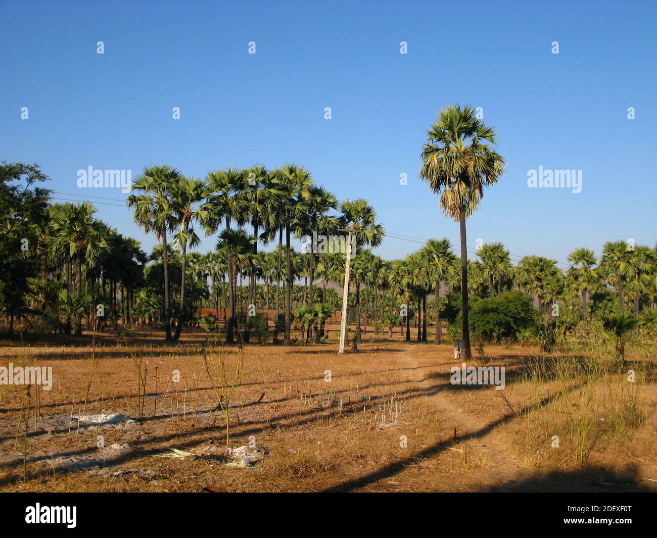 The palm forest in the small village, Myanmar Stock Photo - Alamy