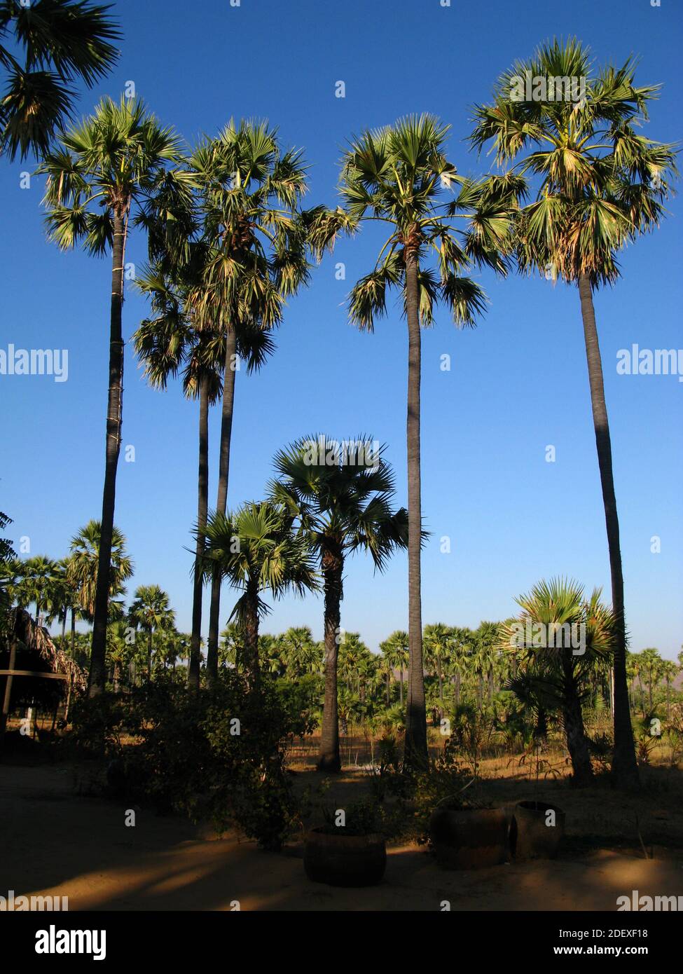 Burmese jungle trees hi-res stock photography and images - Alamy