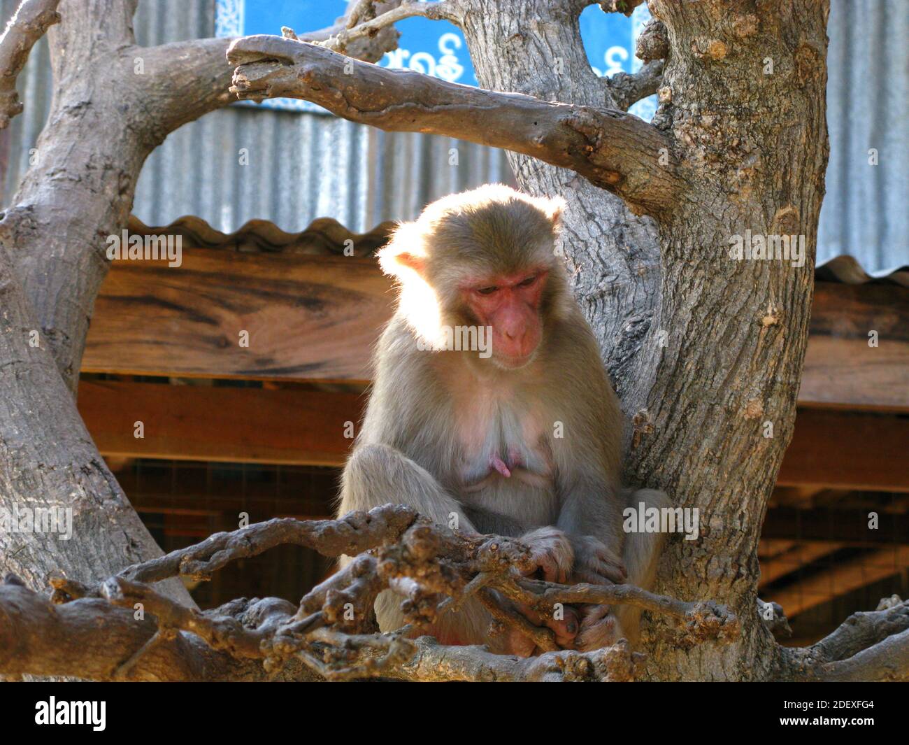 Monkey on mount popa hi-res stock photography and images - Alamy