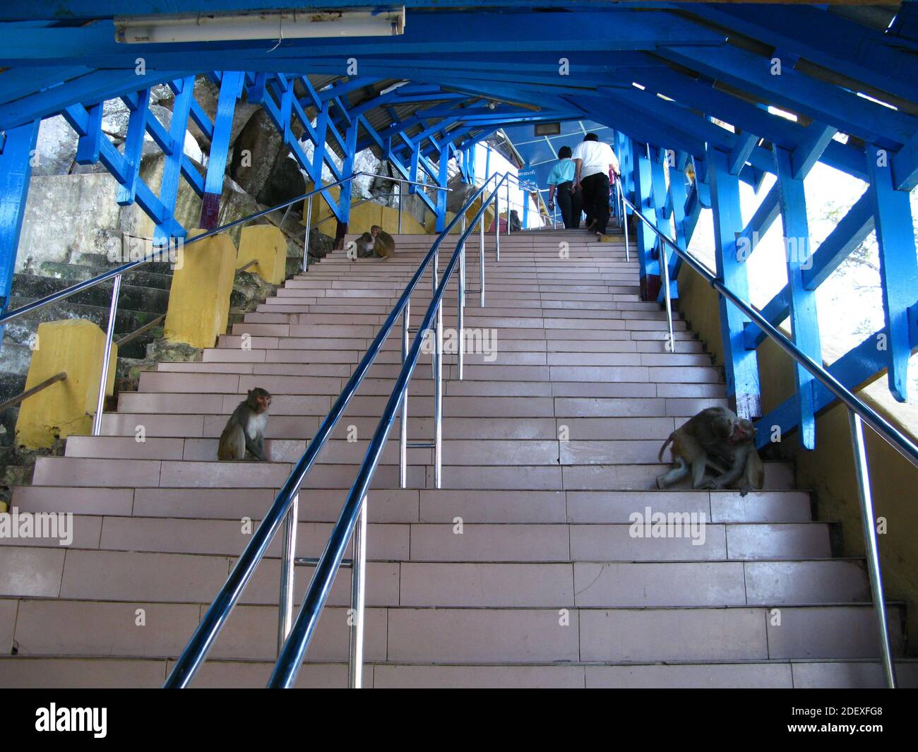 Mount popa monkey hi-res stock photography and images - Alamy