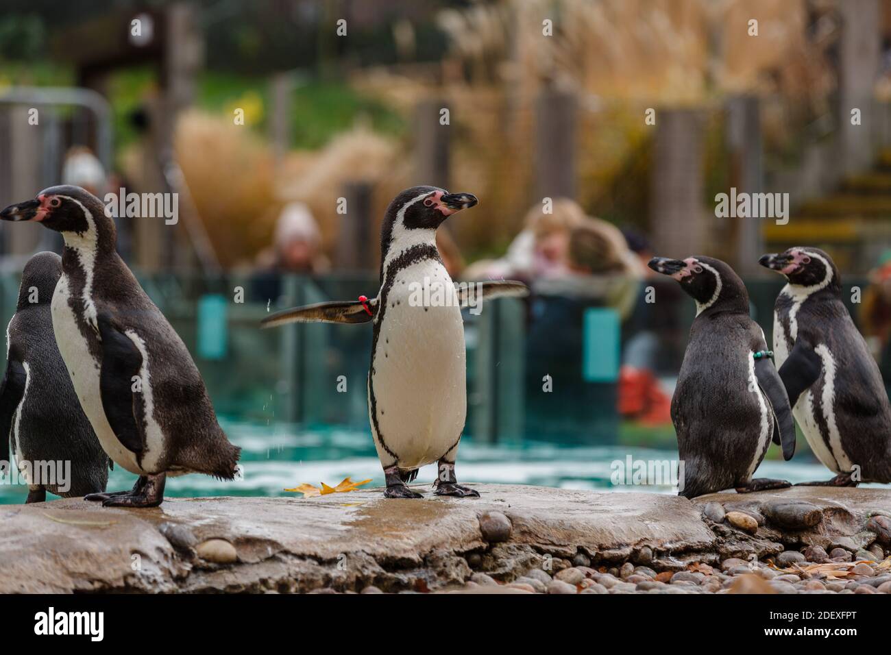 ZSL London Zoo, Regent’s Park, London, UK, 2nd December 2020. Humboldt ...