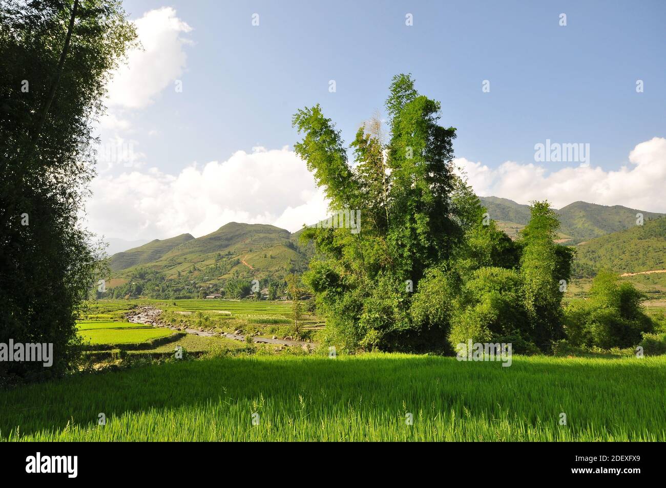 Terrace field in the North West of Vietnam Stock Photo - Alamy