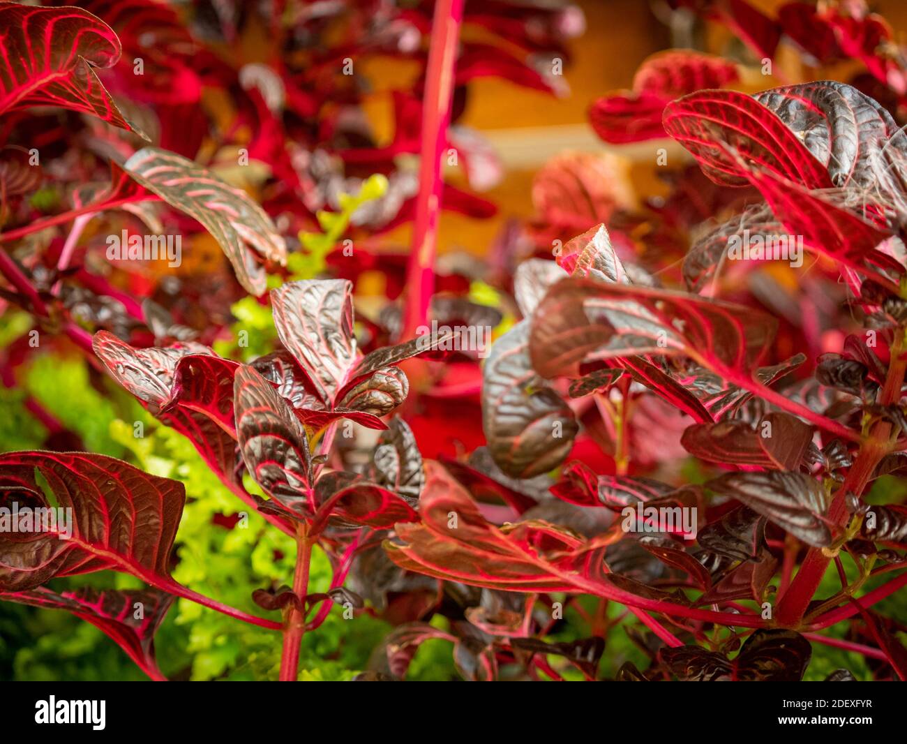 Iresine, Reddish Leaves with Fuchsia Stem in the Middle Stock Photo - Alamy