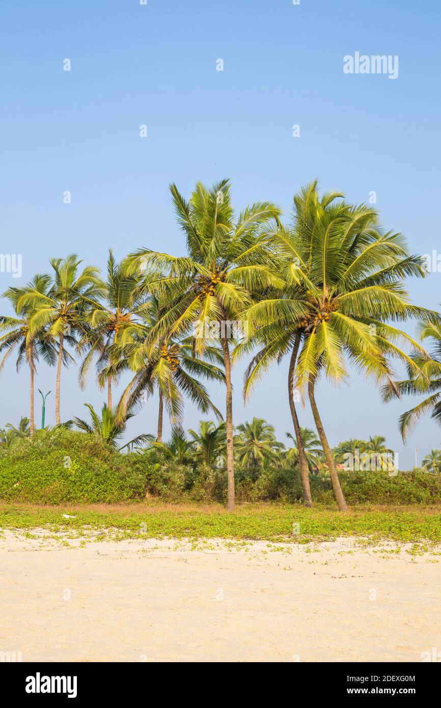 India, Goa, Arossim Beach Stock Photo - Alamy