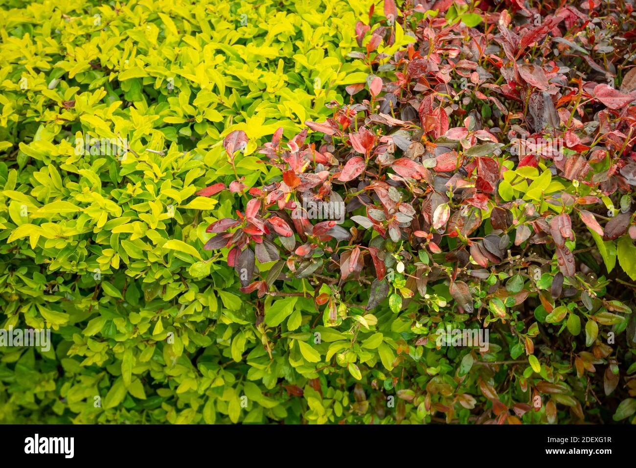 Green and Red Bushes Intermingled with Each Other as a Background Stock ...