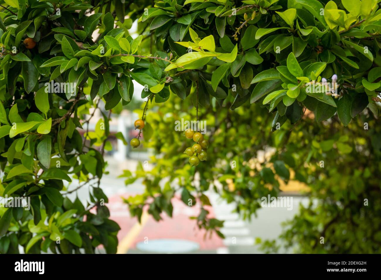 Green Raw Fruits of the Duranta Erecta in Medellin, Colombia Stock ...