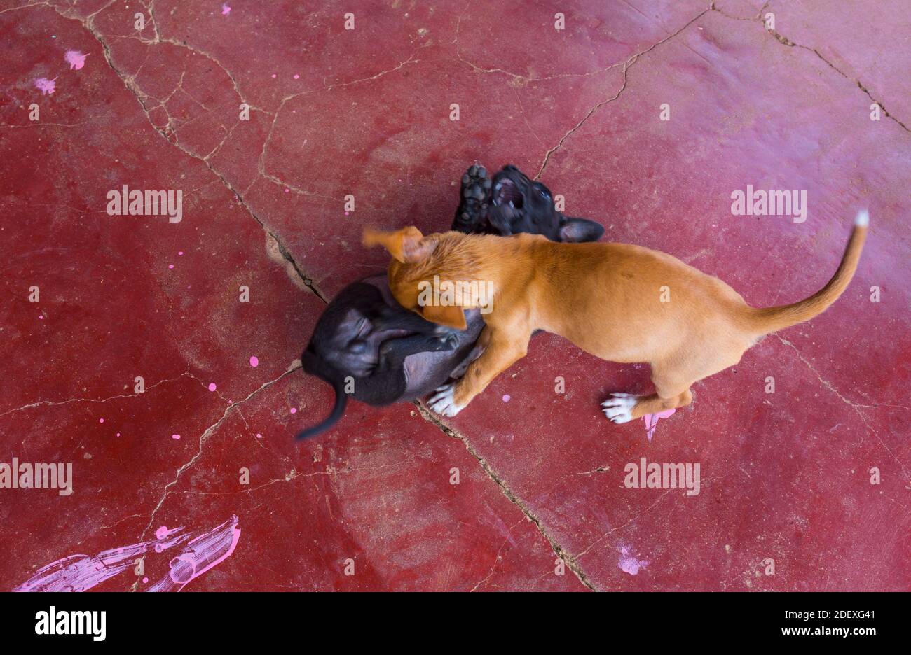 Boruca (also known as the Brunca or the Brunka) indigenous people ...