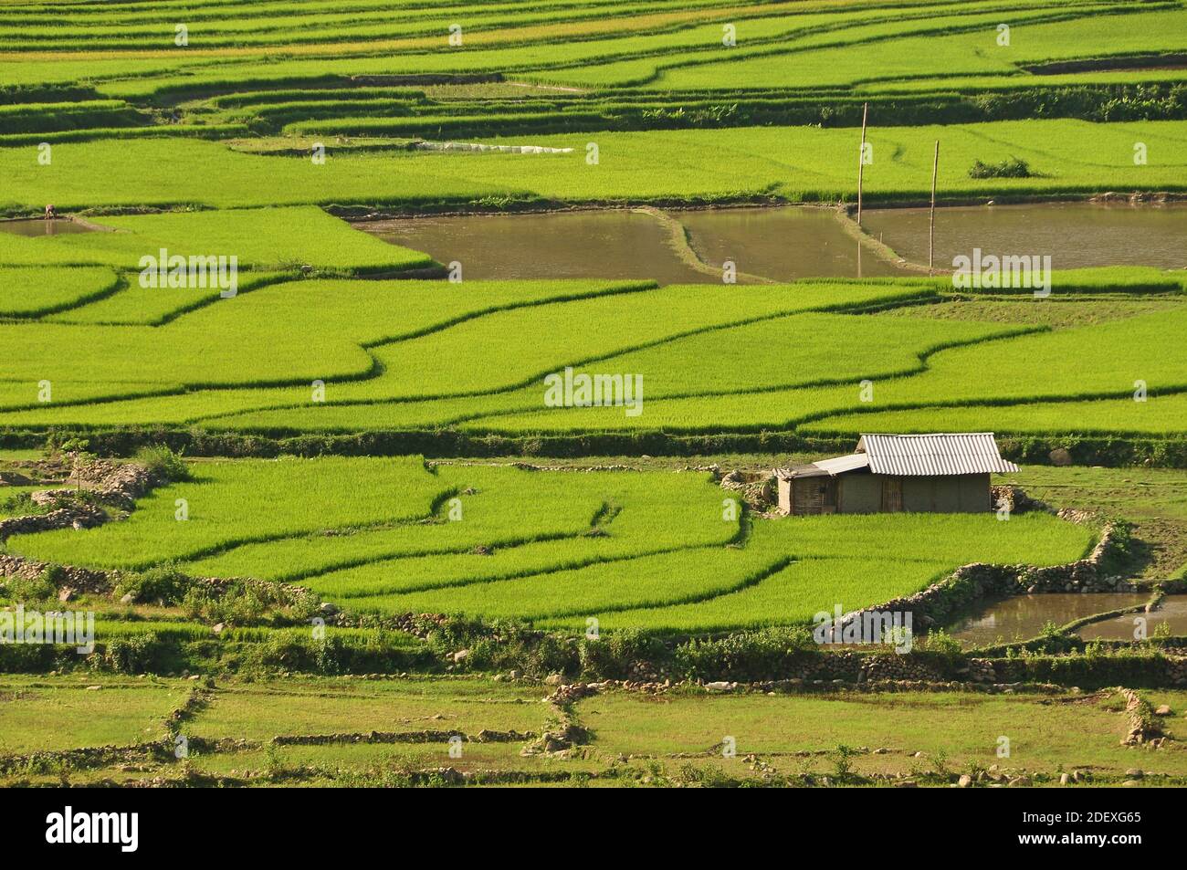 Terrace field in the North West of Vietnam Stock Photo - Alamy