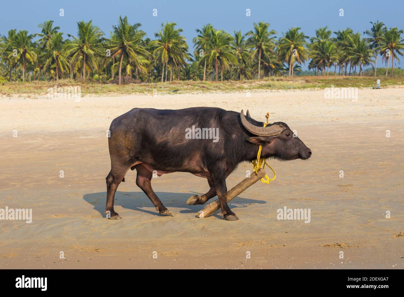 Goa water buffalo hi-res stock photography and images - Alamy
