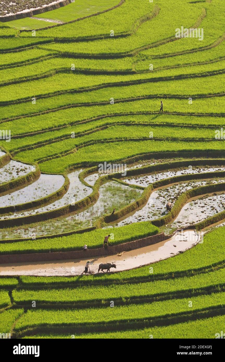 Terrace field in the North West of Vietnam Stock Photo - Alamy