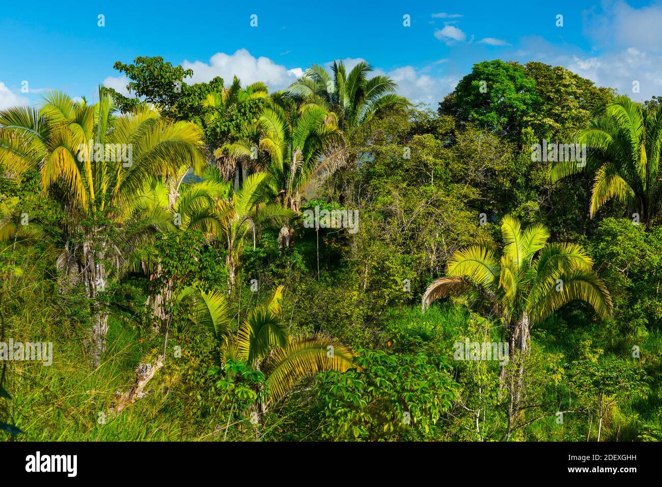 Boruca (also known as the Brunca or the Brunka) indigenous people ...