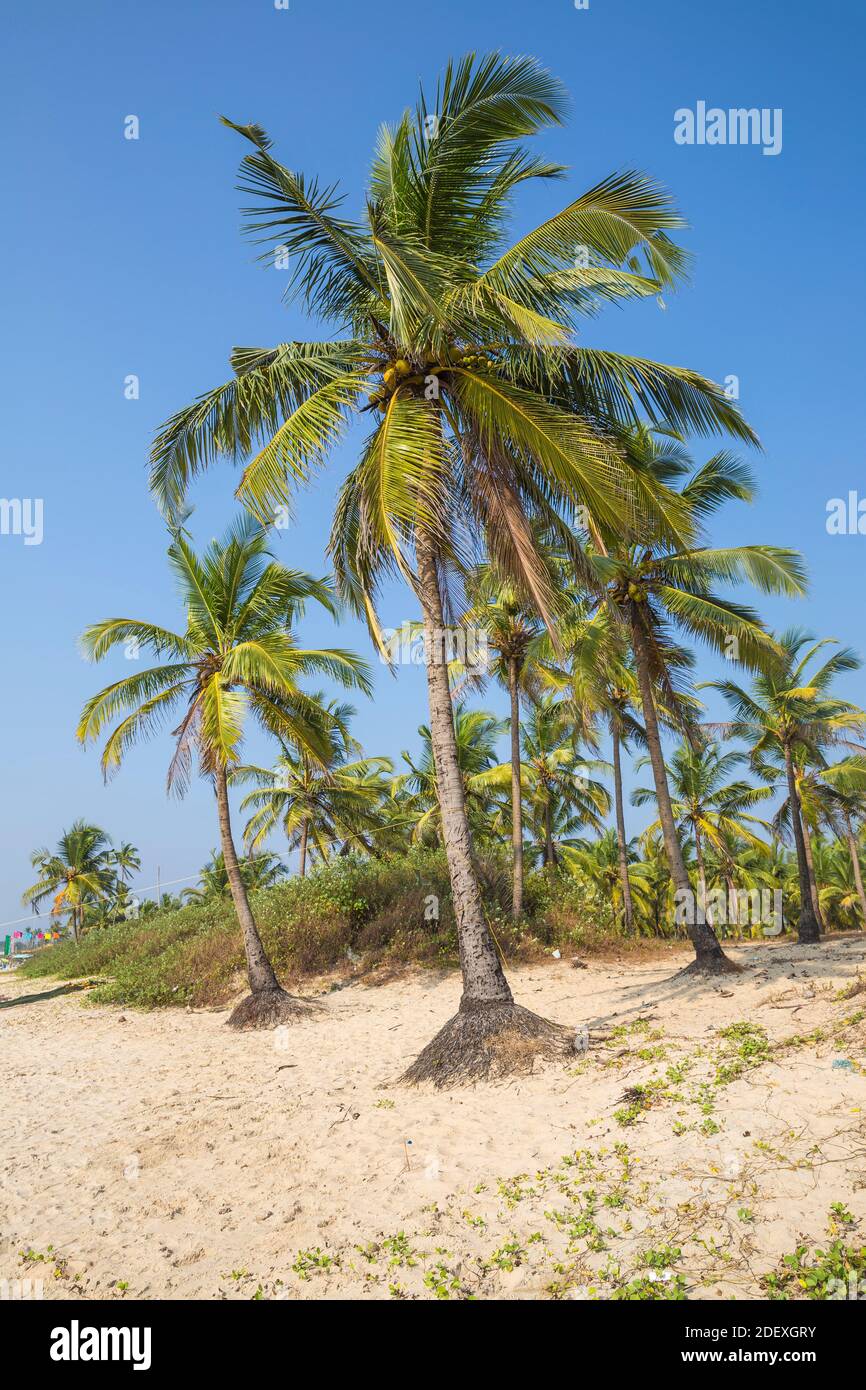 India, Goa, Colva beach Stock Photo - Alamy