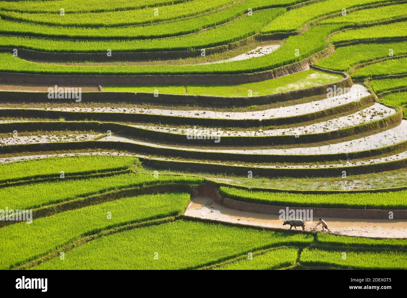 Terrace field in the North West of Vietnam Stock Photo - Alamy