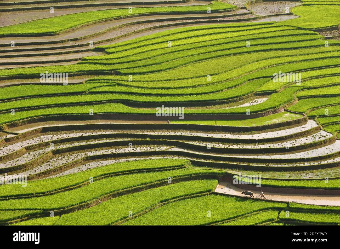 Terrace field in the North West of Vietnam Stock Photo - Alamy