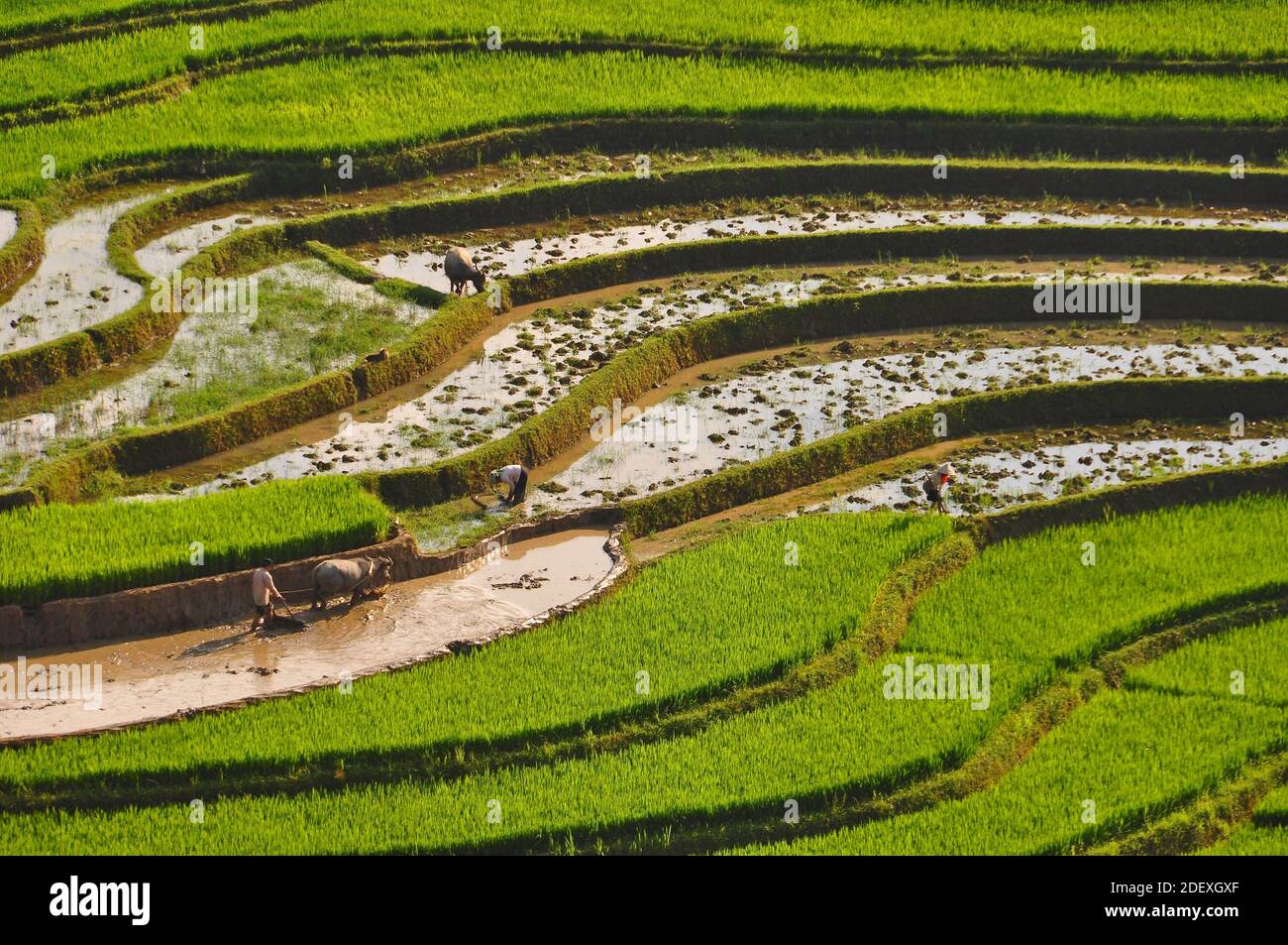 Terrace field in the North West of Vietnam Stock Photo - Alamy
