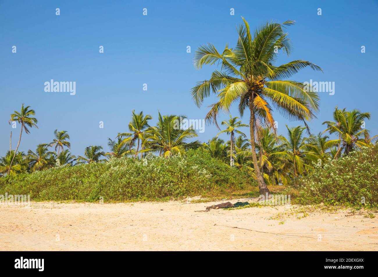 India, Goa, Colva beach Stock Photo - Alamy