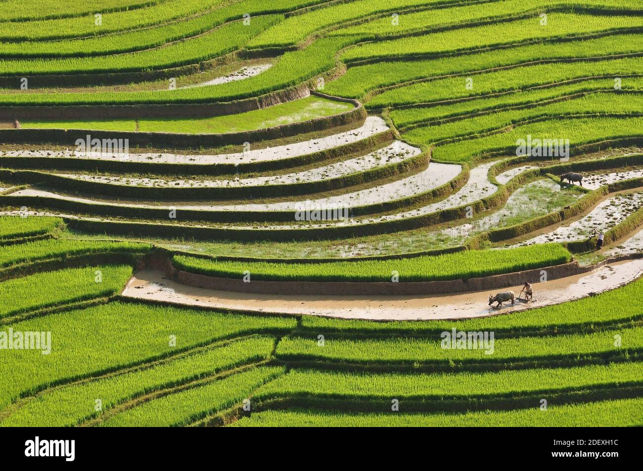 Terrace field in the North West of Vietnam Stock Photo - Alamy