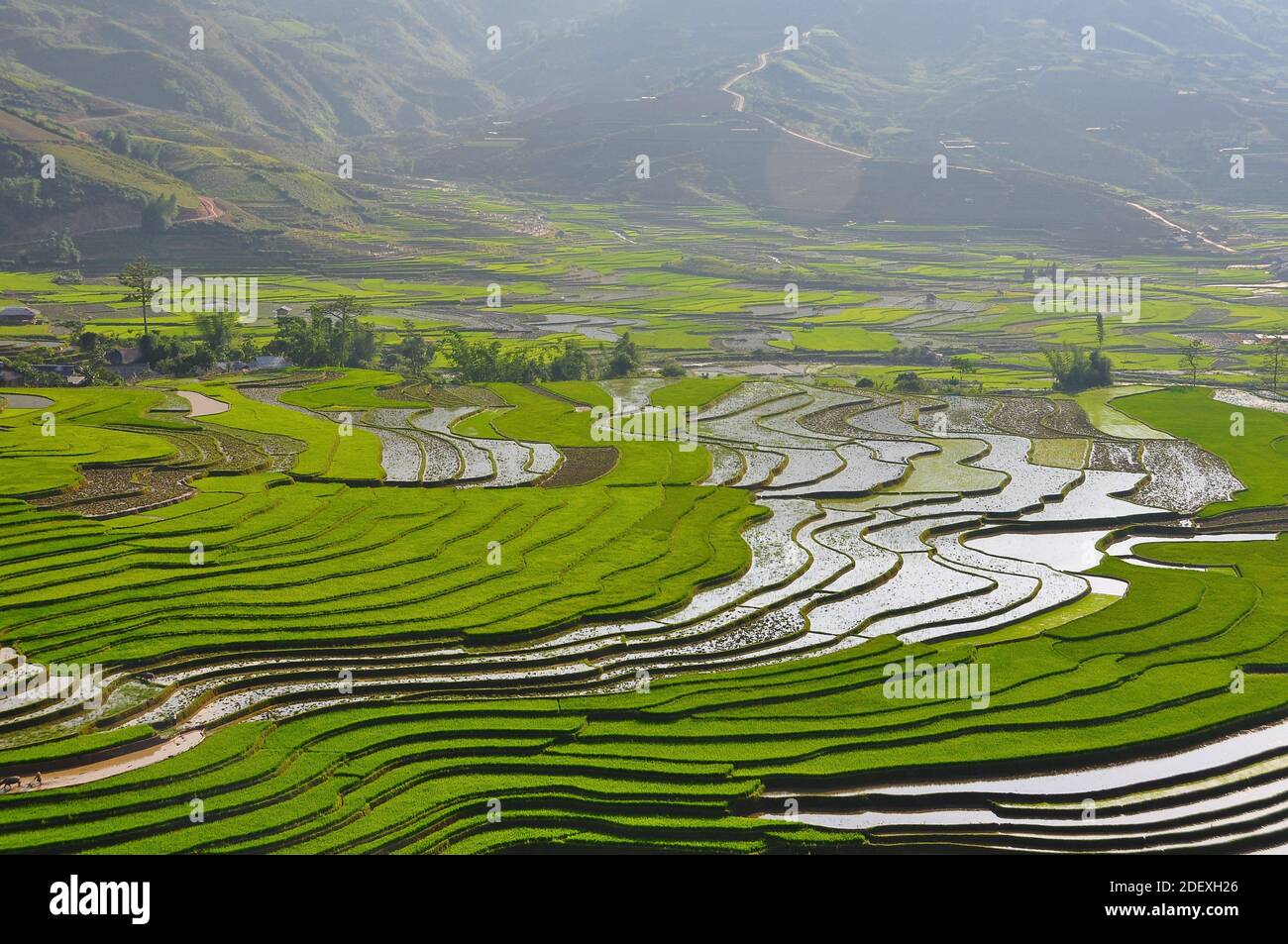 Terrace field in the North West of Vietnam Stock Photo - Alamy
