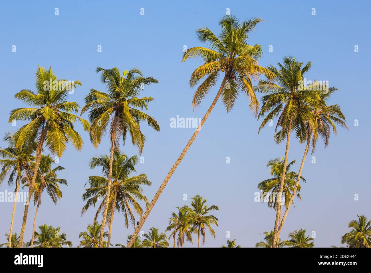 India, Goa, Colva beach Stock Photo - Alamy