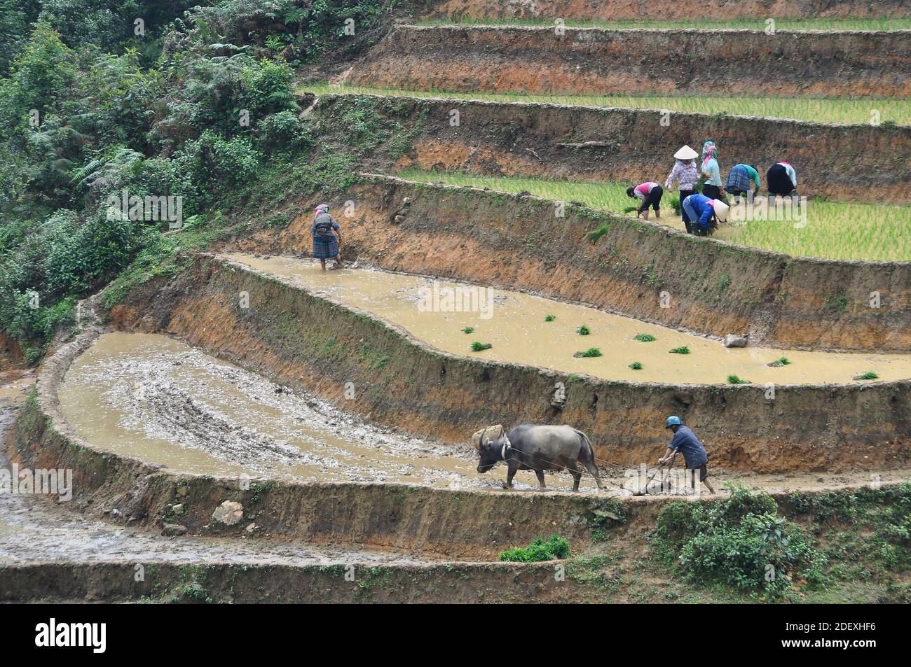 Terrace field in the North West of Vietnam Stock Photo - Alamy