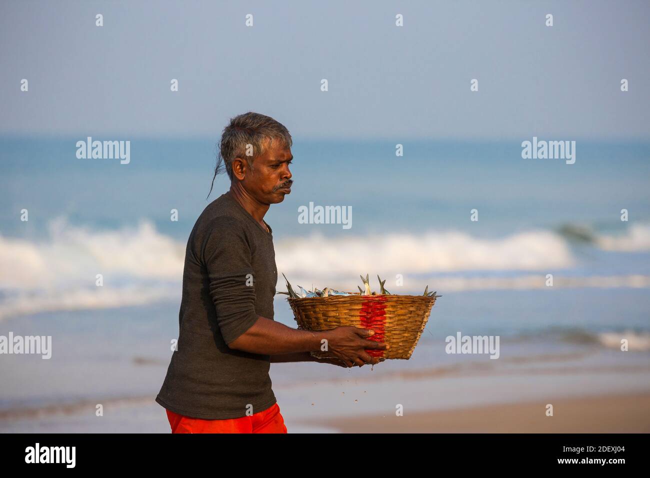 India, Goa, Colva beach, Fisherman carries basket of fish Stock Photo ...
