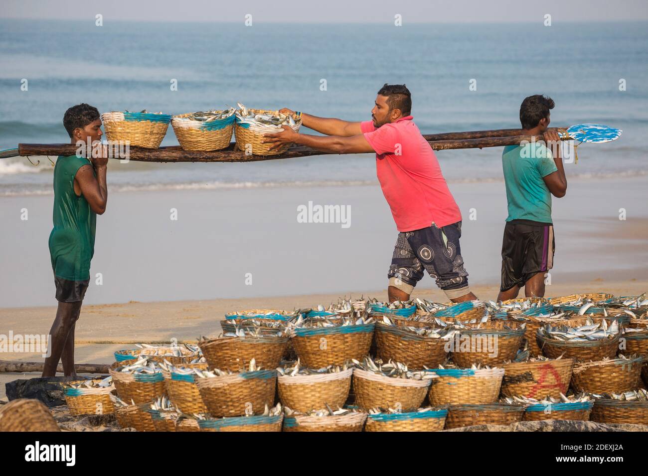 India, Goa, Colva beach, Fishermen unload baskets of fish Stock Photo ...