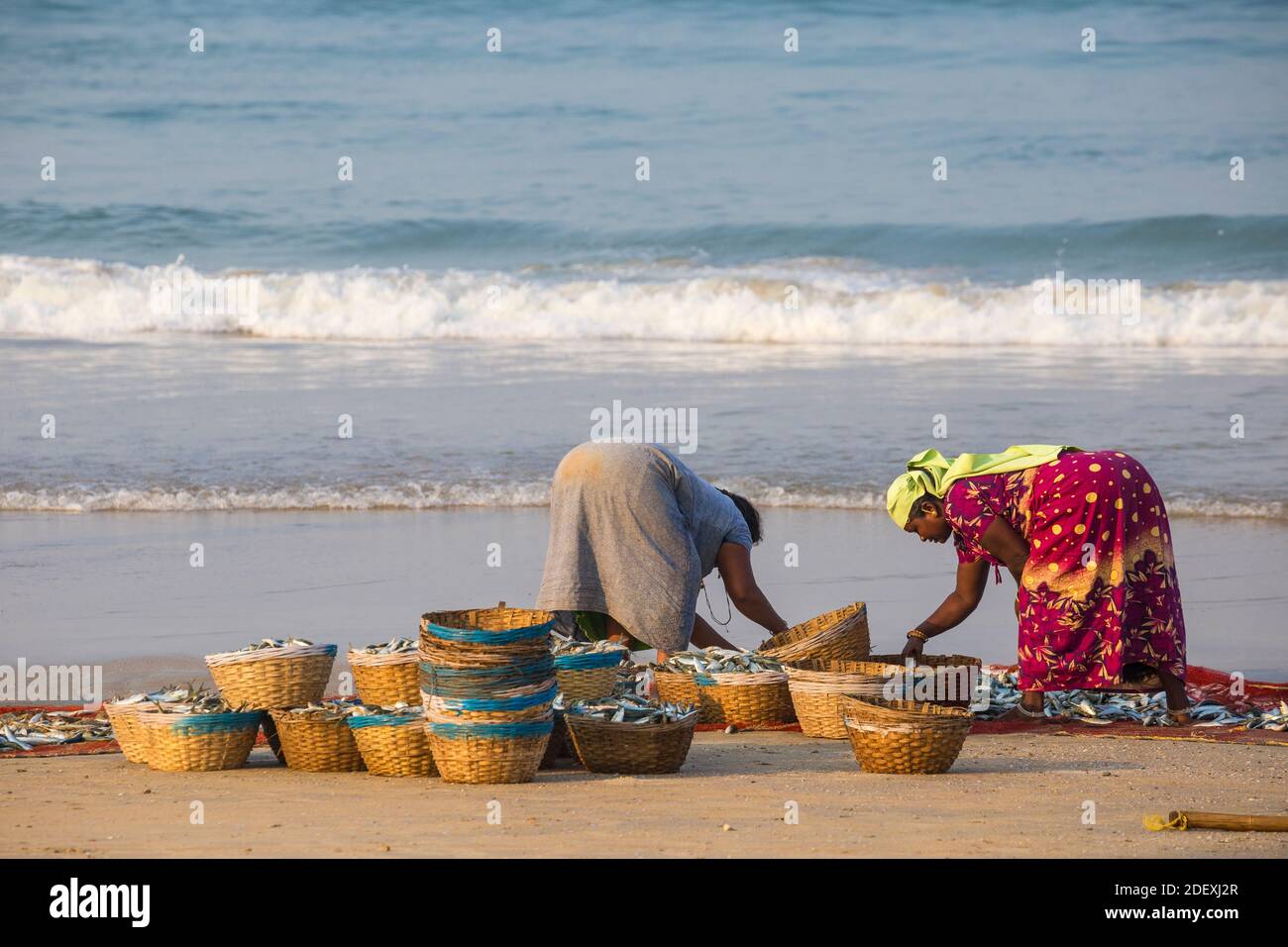 India, Goa, Colva beach, Ladies sorting fish catch on beach Stock Photo ...