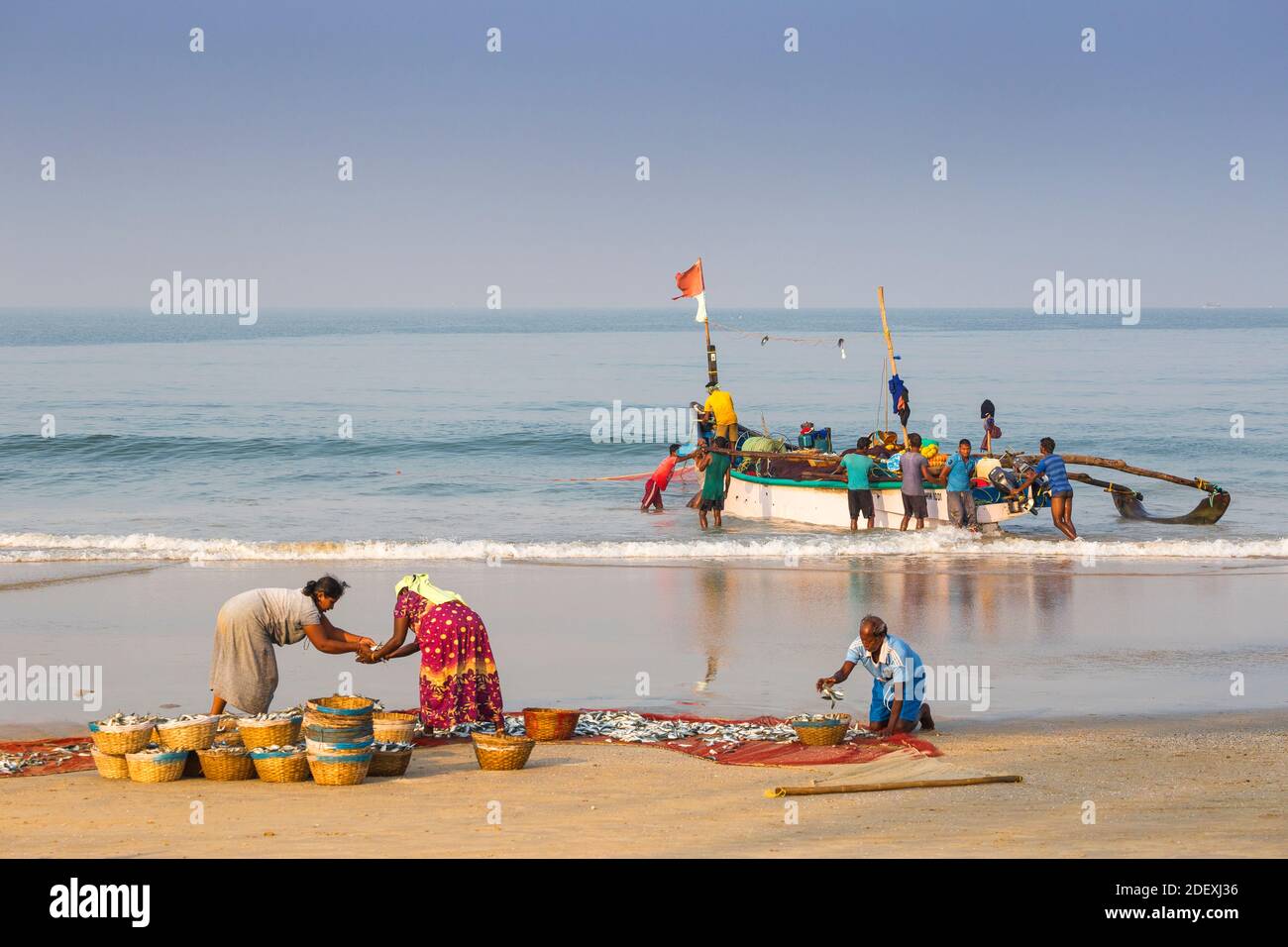 India, Goa, Colva beach, Early morning fish catch Stock Photo - Alamy