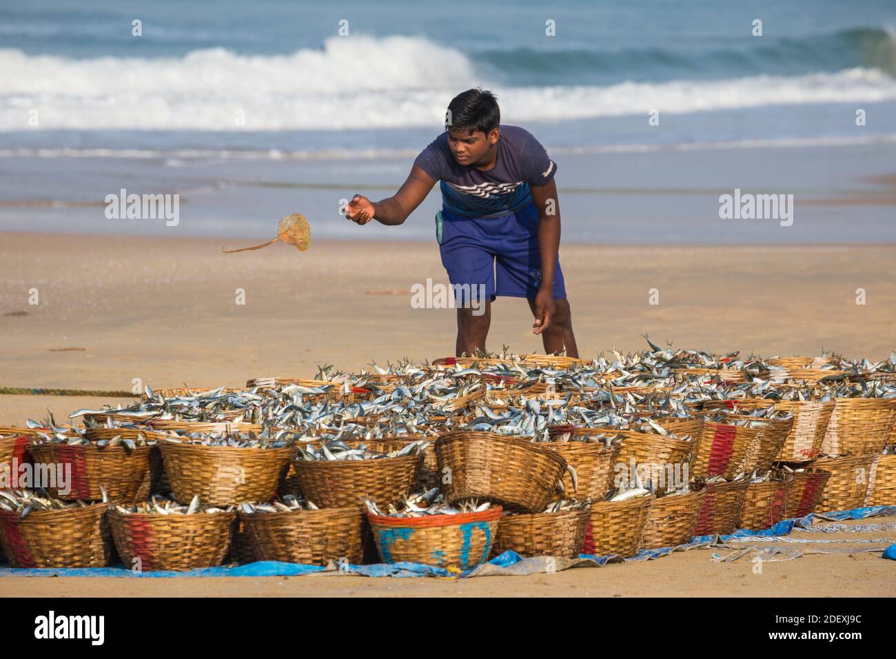 India, Goa, Colva beach, Fisherman with morning fish catch Stock Photo ...