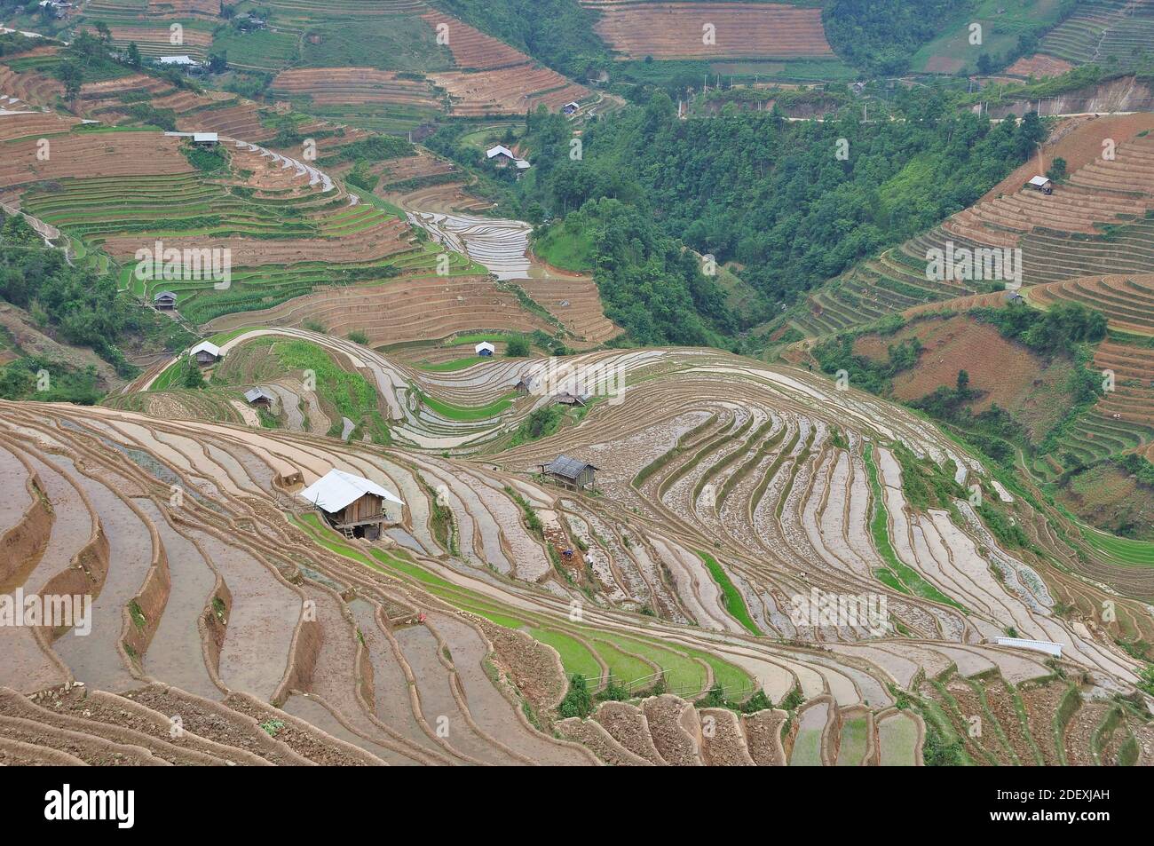 Terrace field in the North West of Vietnam Stock Photo - Alamy