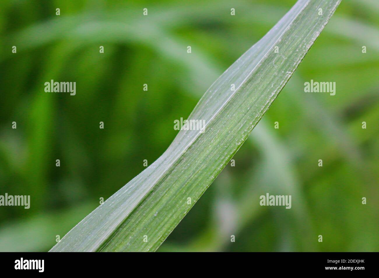 One green blade of grass leaf in macro with blurred green background ...