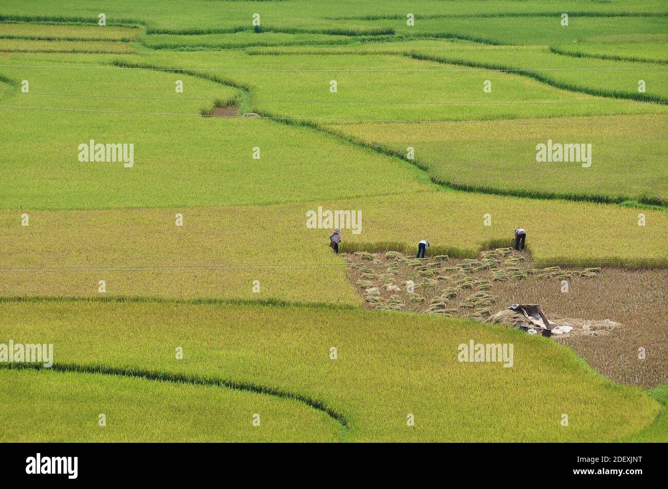 Terrace field in the North West of Vietnam Stock Photo - Alamy