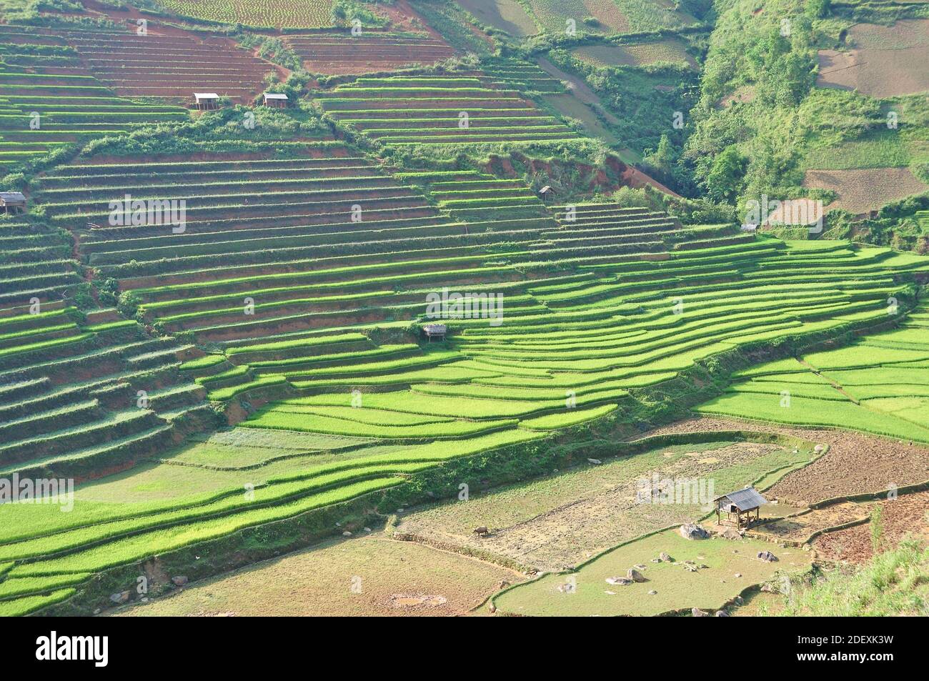 Terrace field in the North West of Vietnam Stock Photo - Alamy