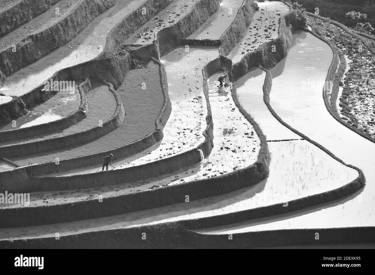 Terrace field in the North West of Vietnam Stock Photo - Alamy