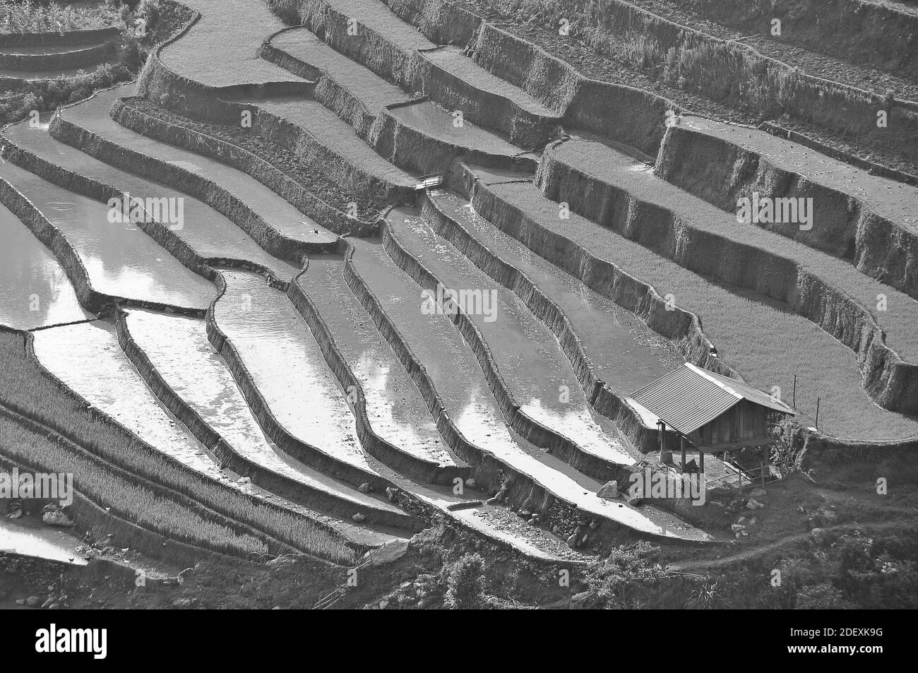 Ploughing rice field water buffalo Black and White Stock Photos ...