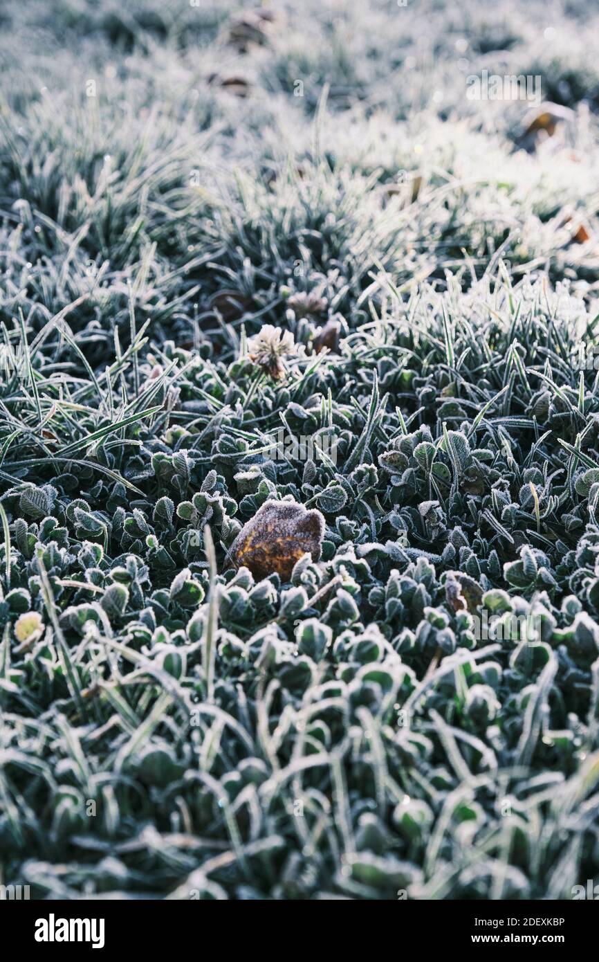 Winter morning ice and frost on the grass top view. Frost background ...