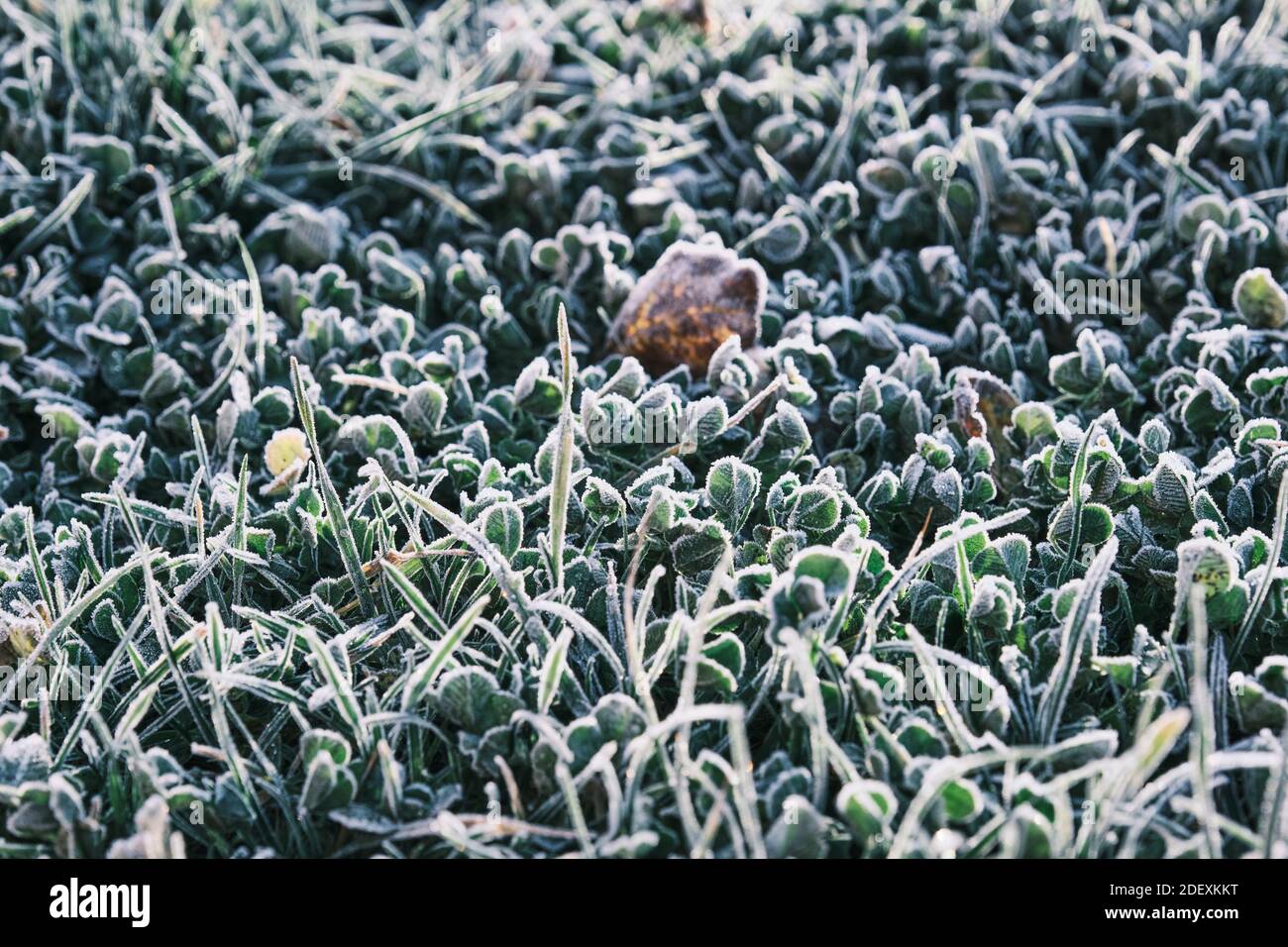 Winter morning ice and frost on the grass top view. Frost background ...