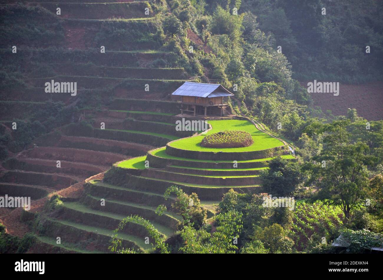 Terrace field in the North West of Vietnam Stock Photo - Alamy