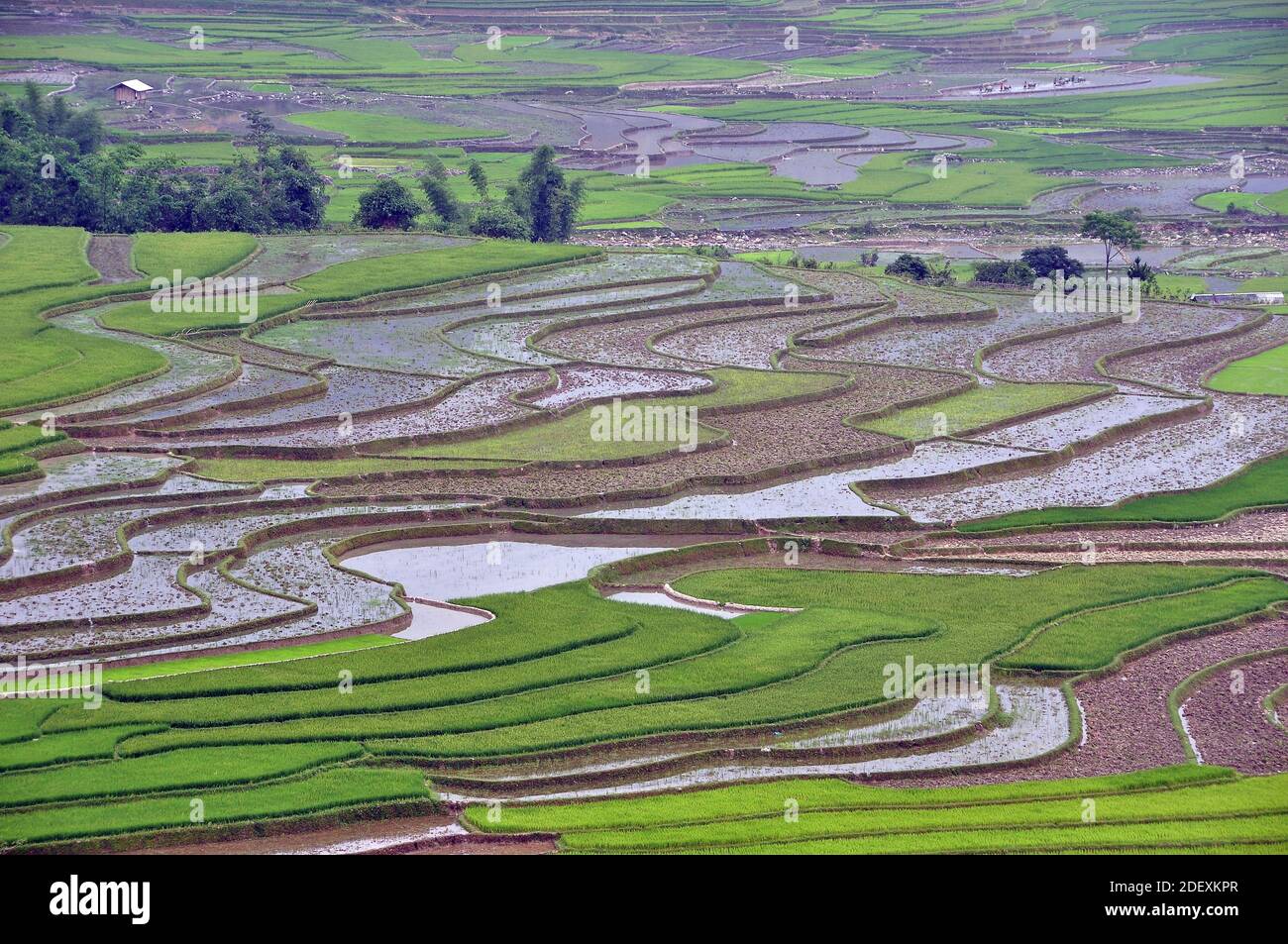 Terrace field in the North West of Vietnam Stock Photo - Alamy