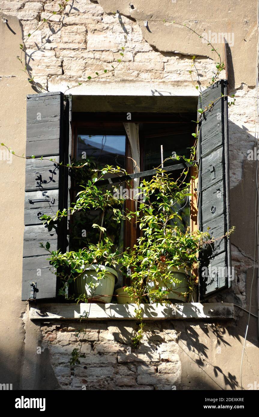 typicalvenetian window with open wooden shutters and plants Stock Photo ...