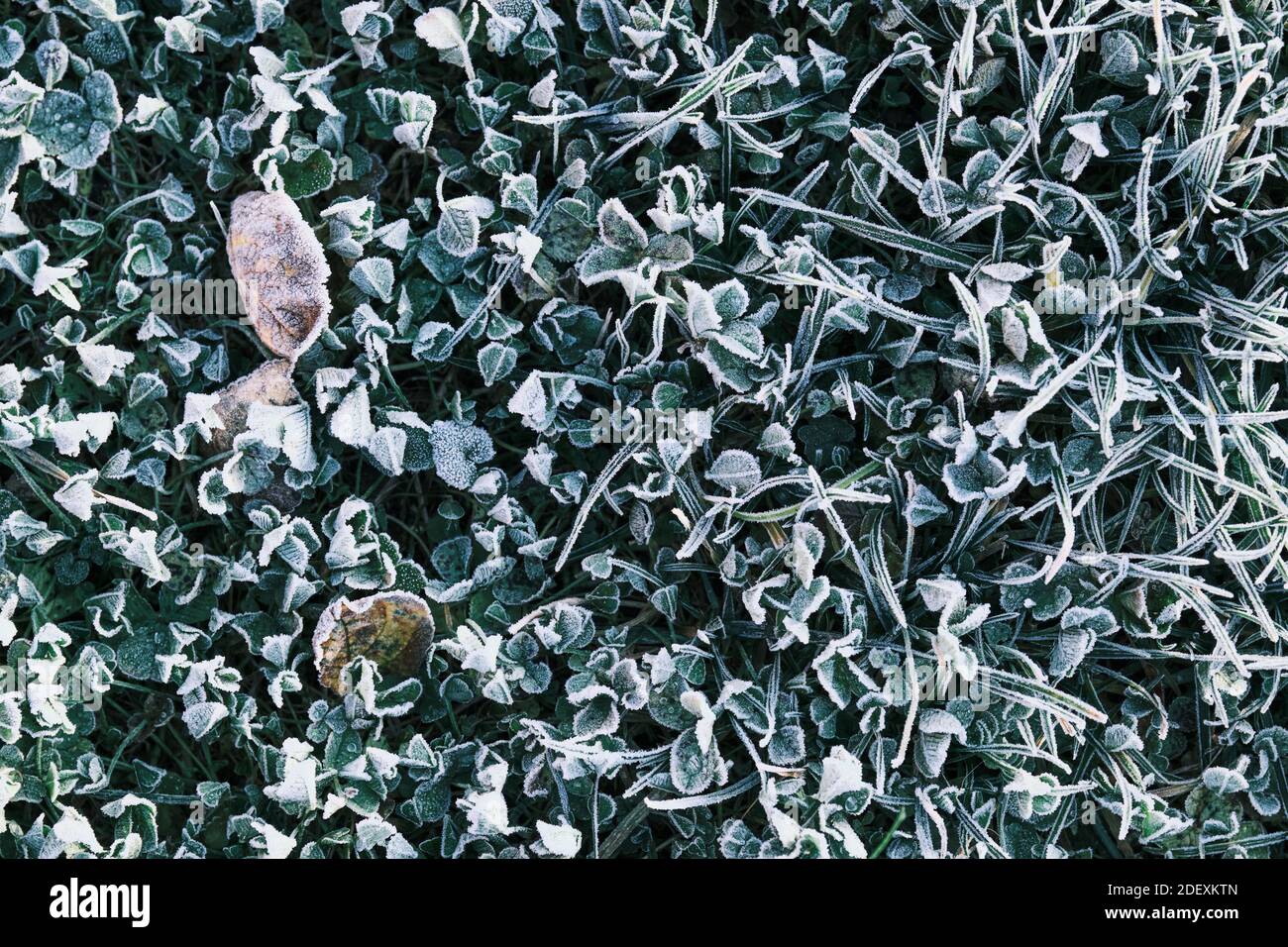 Winter morning ice and frost on the grass top view. Frost background ...