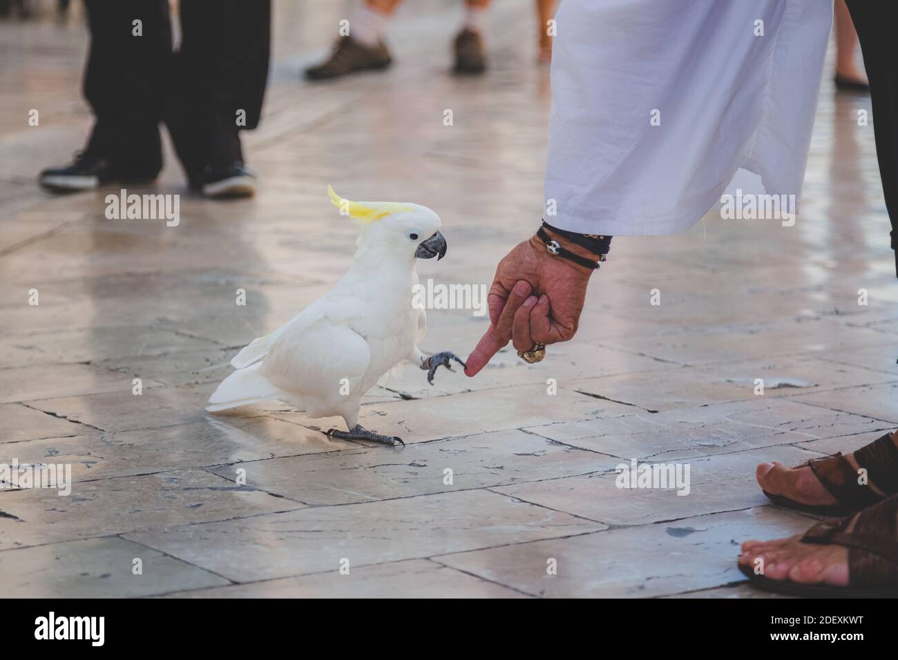 A man reaches his finger down to a cockatoo and the bird reciprocates ...