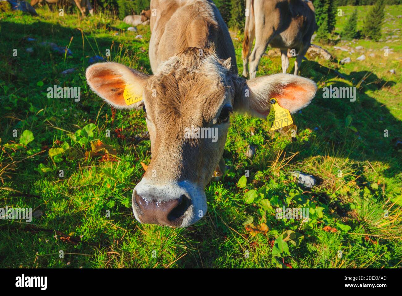 Alpen Cow High Resolution Stock Photography and Images - Alamy