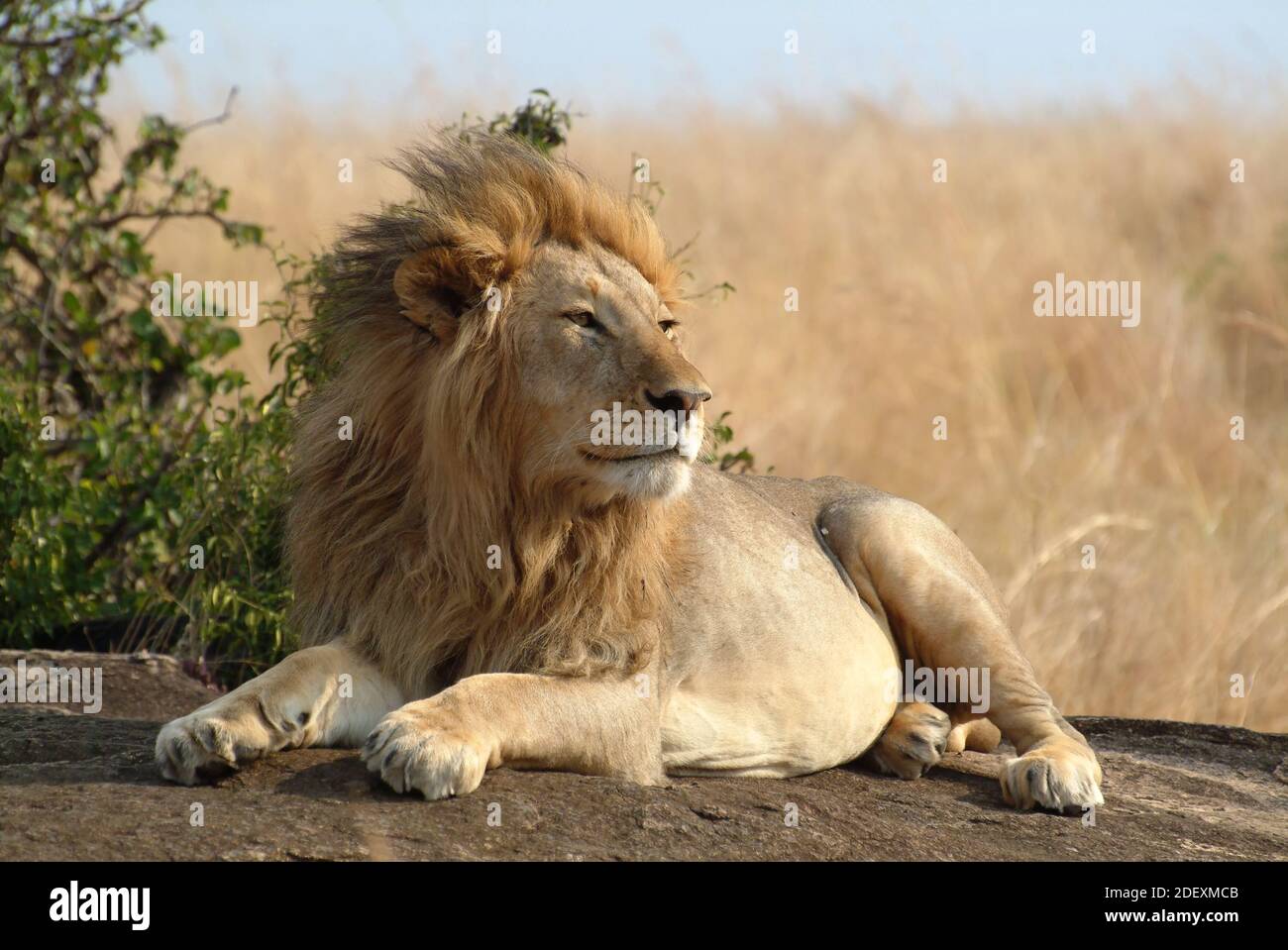 Lonely lion hi-res stock photography and images - Alamy
