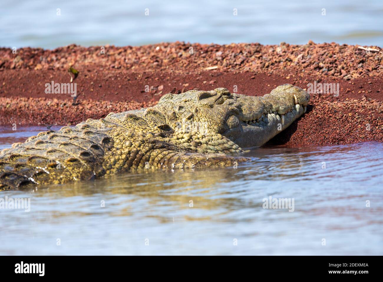 big reptile nile crocodile with opened mouth. Crocodylus niloticus ...
